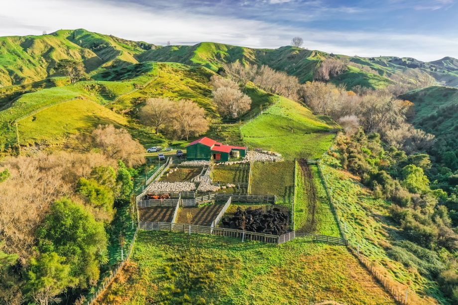 Farms for sale | interest.co.nz